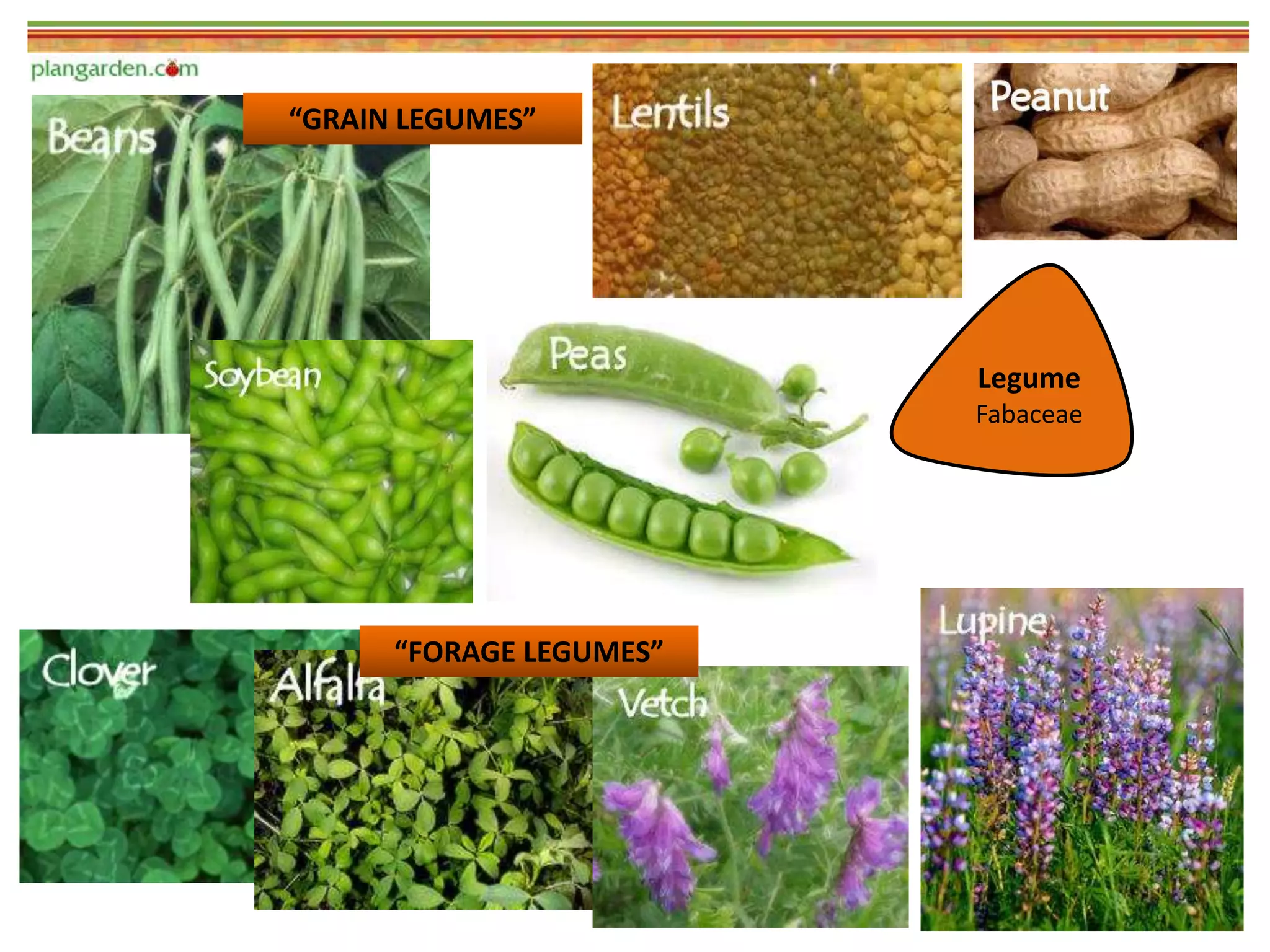 Vegetable Plant Families To Understand Companion Planting | PPTX