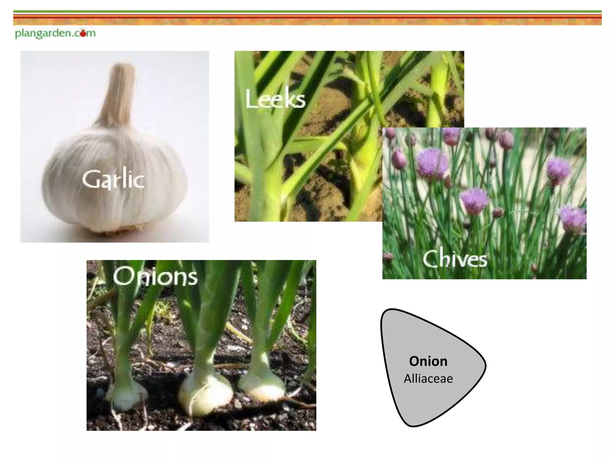 Vegetable Plant Families To Understand Companion Planting | PPTX