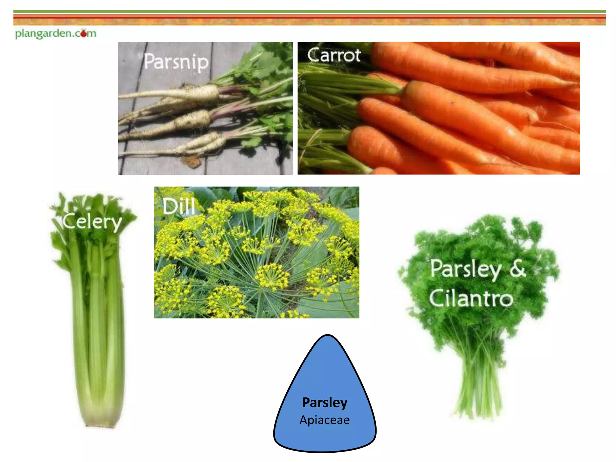 Vegetable Plant Families To Understand Companion Planting | PPTX