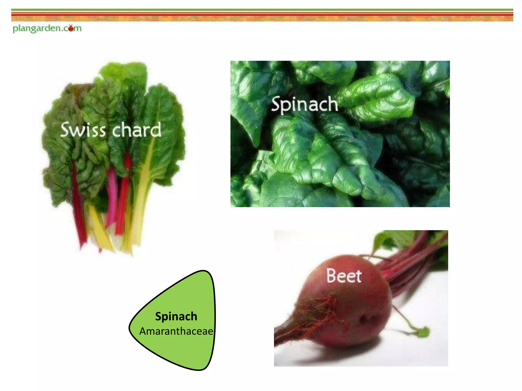 Vegetable Plant Families To Understand Companion Planting | PPTX