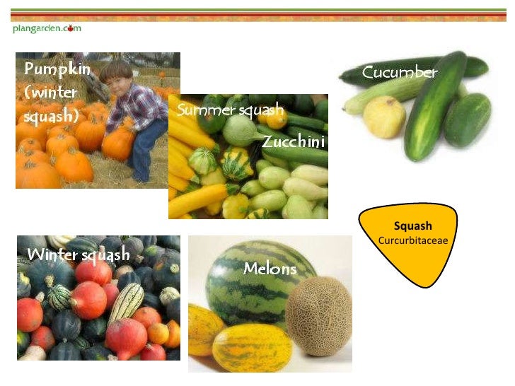 Vegetable Plant Families To Understand Companion Planting