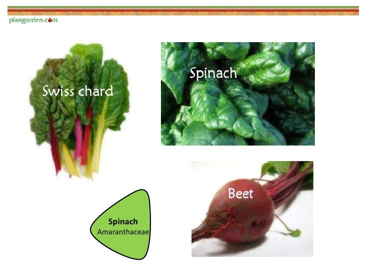 Vegetable Plant Families To Understand Companion Planting