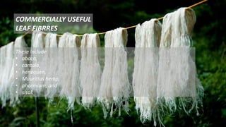 PLANT FIBER PPT.pptx | Needlework | Arts and Crafts