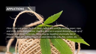 PLANT FIBER PPT.pptx | Needlework | Arts and Crafts
