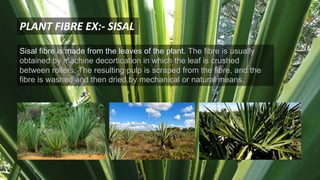 PLANT FIBER PPT.pptx