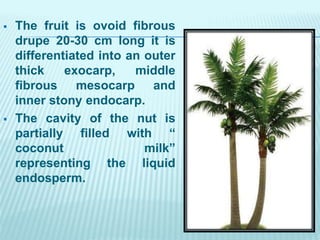Plant fibers | PPTX