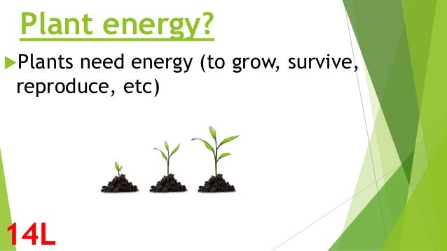 Plant food and energy 7th