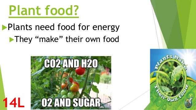 Plant food and energy 7th
