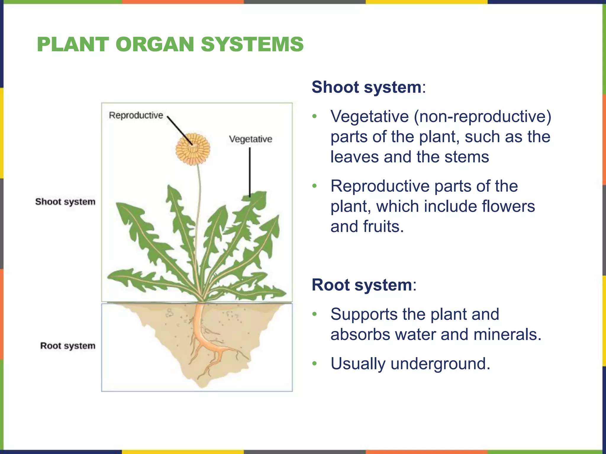 Plant Form and Physiology.pdf