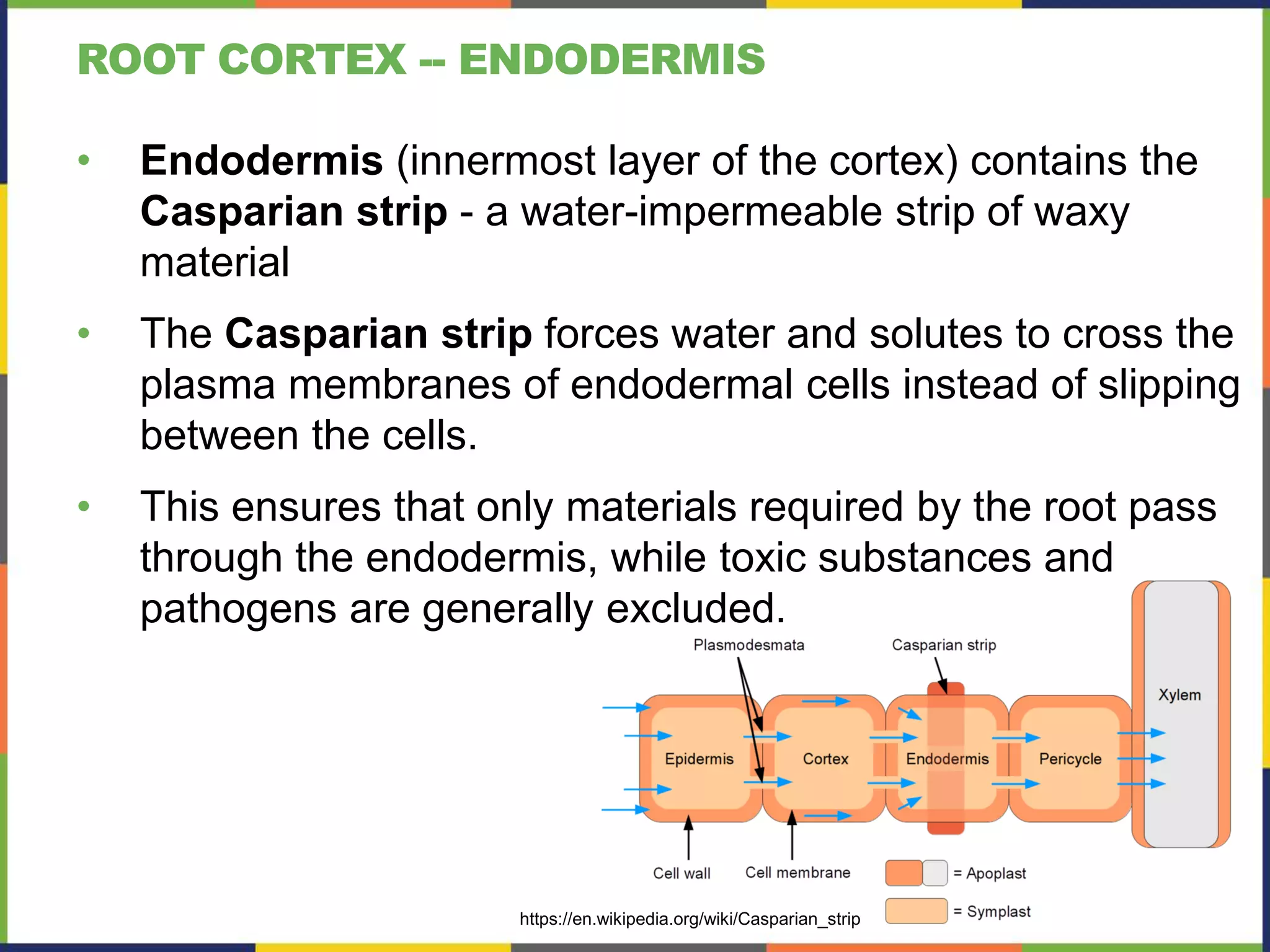 Plant Form and Physiology.pdf