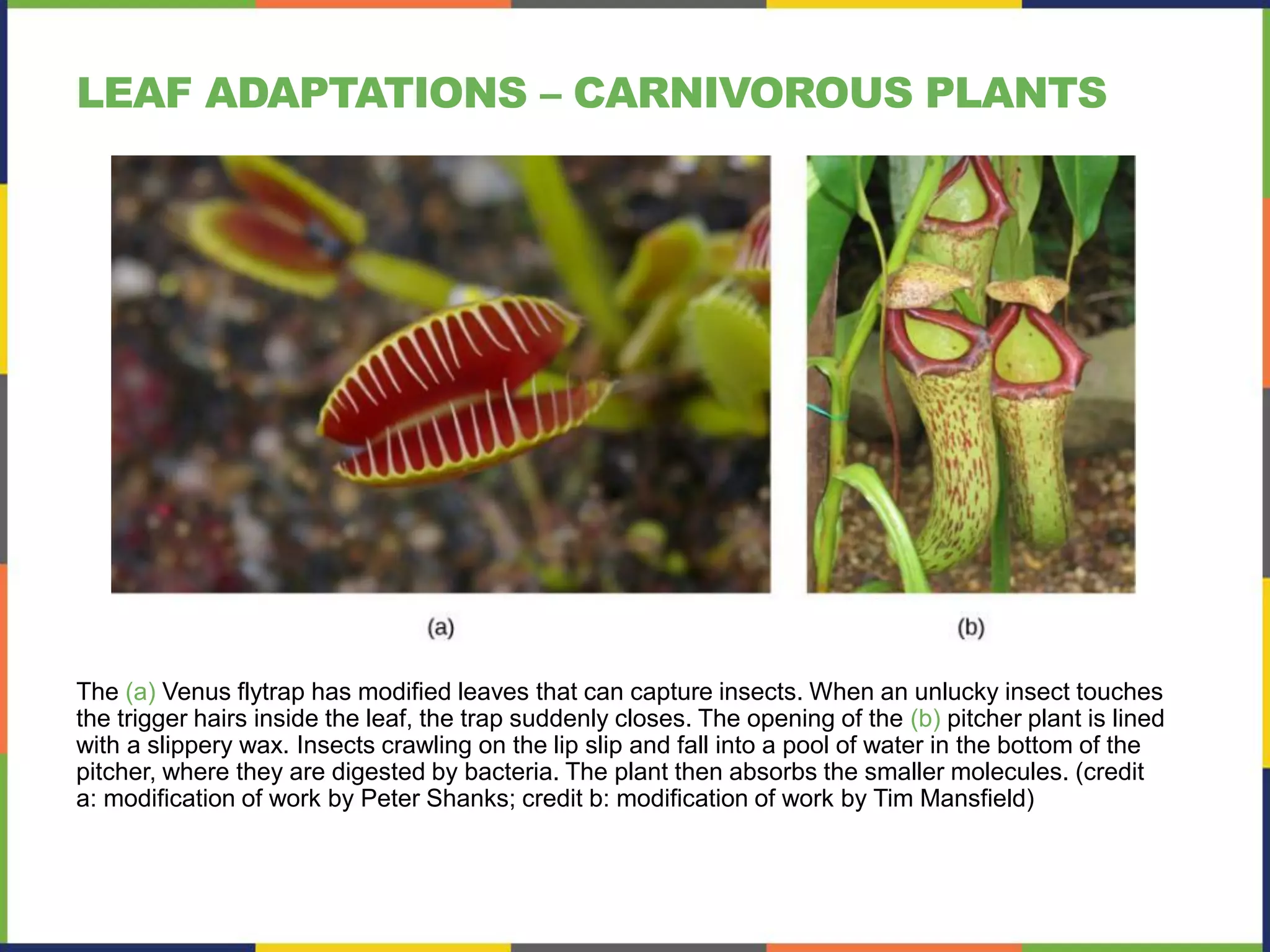 Plant Form and Physiology.pdf