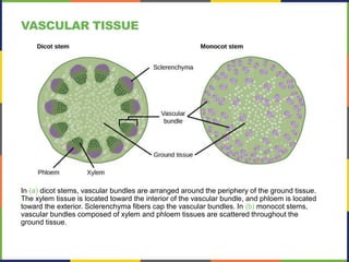 Plant Form and Physiology.pdf
