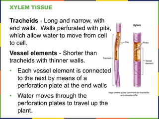 Plant Form and Physiology.pdf