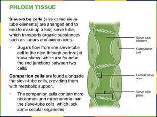 Plant Form and Physiology.pdf