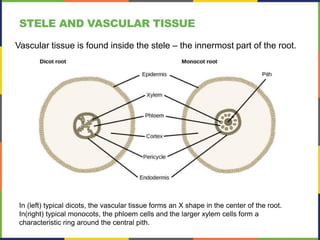 Plant Form and Physiology.pdf