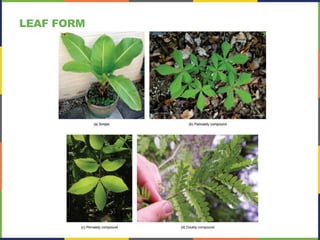 Plant Form and Physiology.pdf