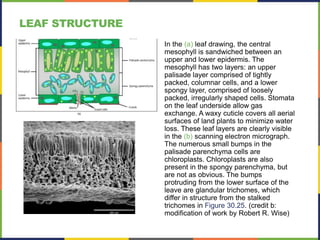Plant Form and Physiology.pdf