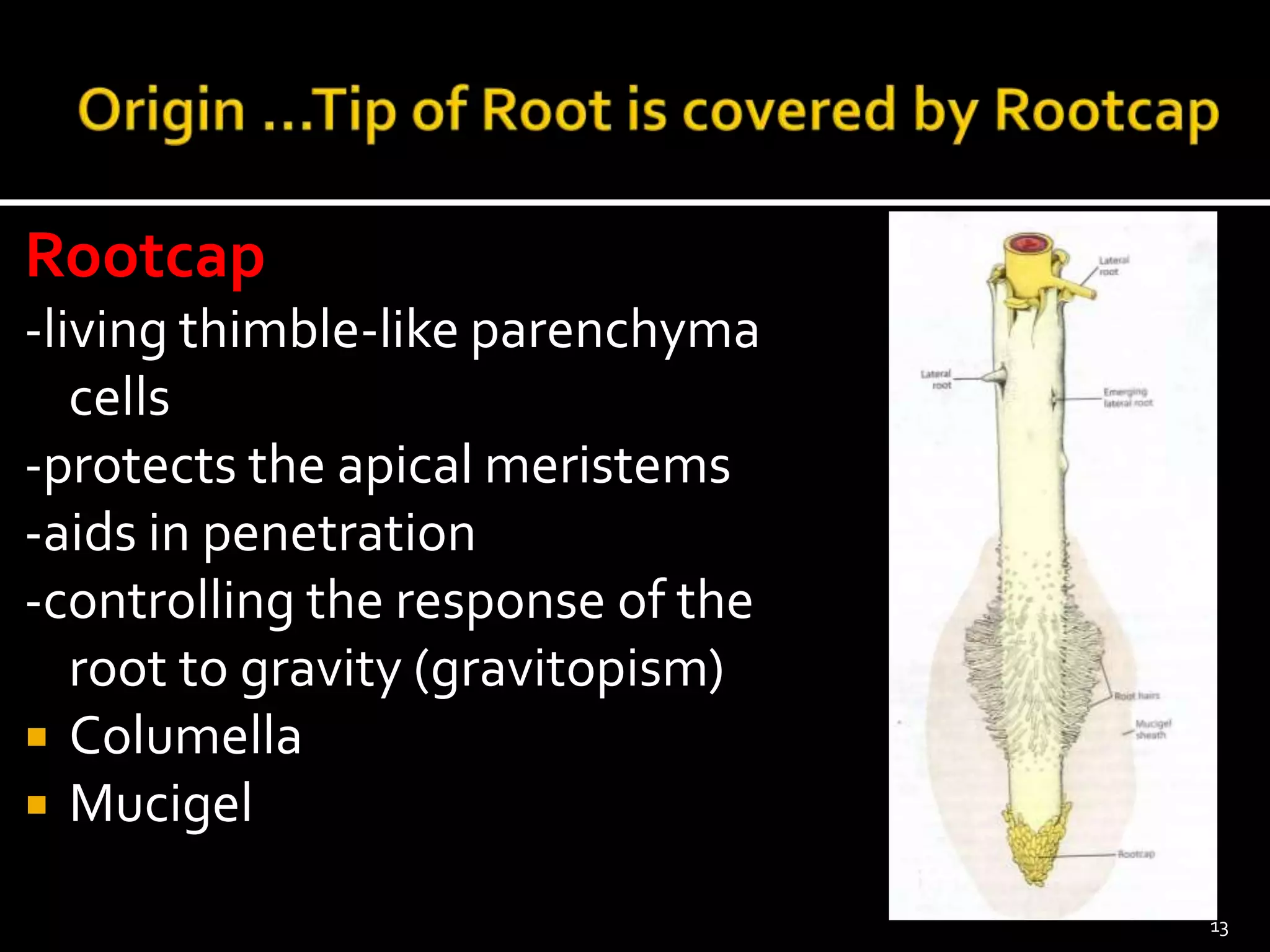 Plant form & function part 2 | PPTX