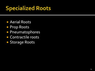 Plant form & function part 2 | PPTX | Gardening | Home & Garden