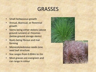 Plant forms | PPTX