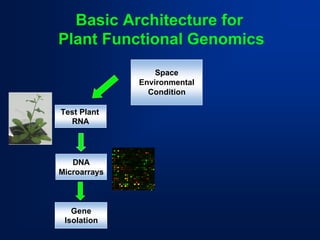 Plant functionalgenomics | PPT
