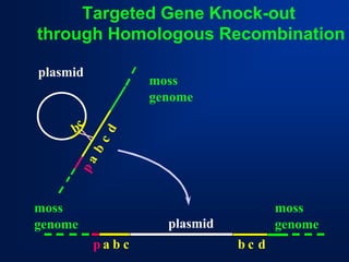Plant functionalgenomics | PPT
