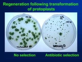 Plant functionalgenomics | PPT