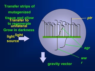 Plant functionalgenomics | PPT
