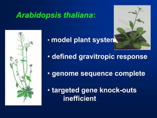 Plant functionalgenomics | PPT