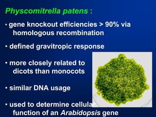 Plant functionalgenomics | PPT