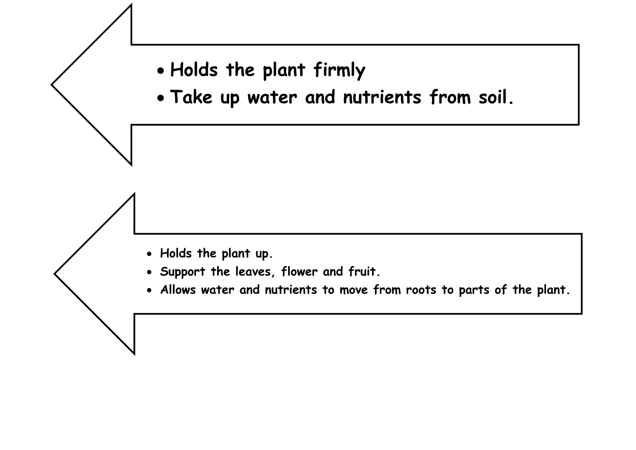 Parts of a plant and their functions sample case study | PDF
