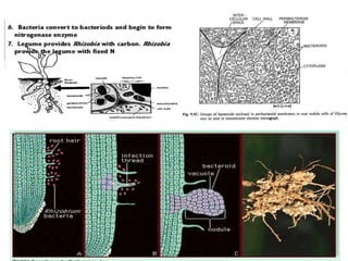 Plant genetic control of nodulation and its utilization in fixing ...