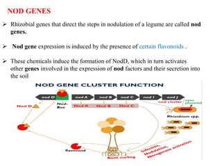 Plant genetic control of nodulation and its utilization in fixing ...
