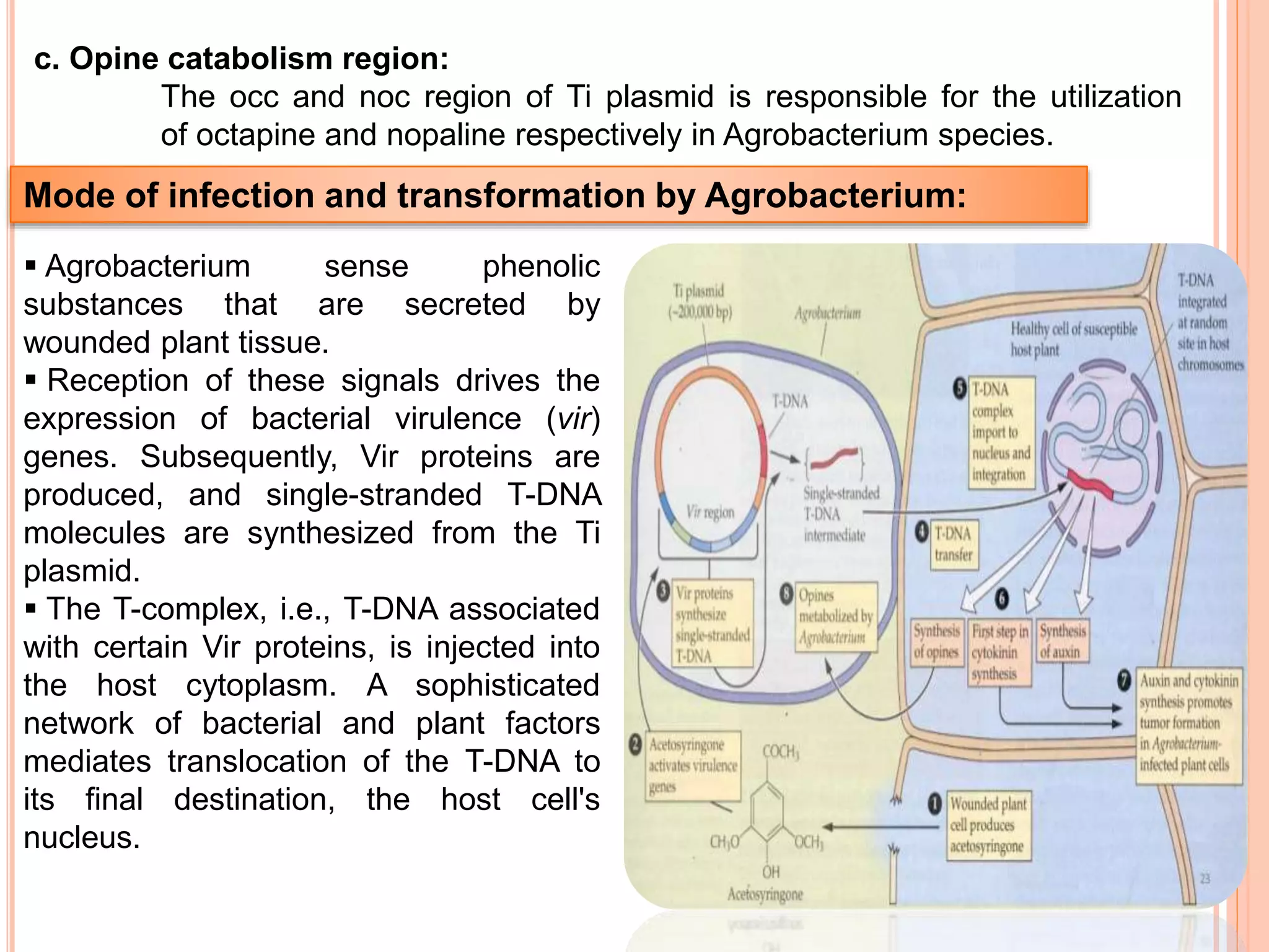 Plant Genetic Engineering & Agrobacterium mediated gene transfer.pptx