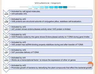 Plant Genetic Engineering & Agrobacterium mediated gene transfer.pptx