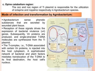 Plant Genetic Engineering & Agrobacterium mediated gene transfer.pptx