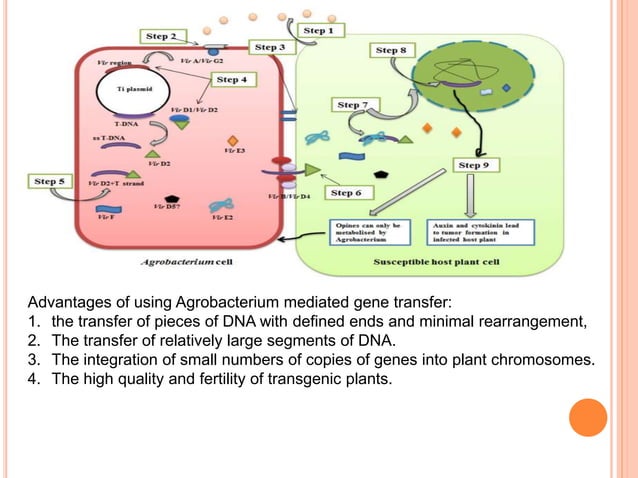 Plant Genetic Engineering & Agrobacterium mediated gene transfer.pptx