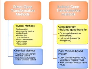Plant Genetic Engineering & Agrobacterium mediated gene transfer.pptx