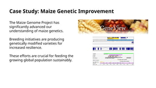 Plant Genetic Resources_ Evolution Of Crop Plants- Rice, Maize ...