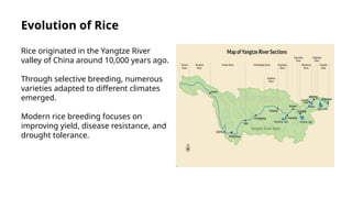 Plant Genetic Resources_ Evolution Of Crop Plants- Rice, Maize ...