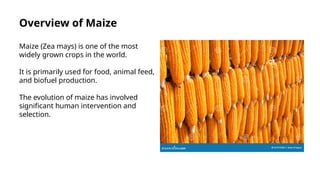 Plant Genetic Resources_ Evolution Of Crop Plants- Rice, Maize ...