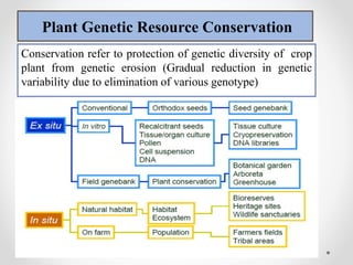 Plant genetic resources in fruit science ankit | PPTX