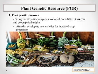 Plant genetic resources in fruit science ankit | PPTX
