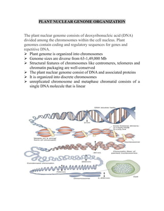 Plant nuclear genome organization | PDF