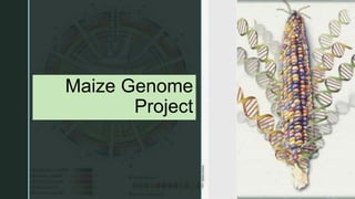 Plant genome project | PPTX
