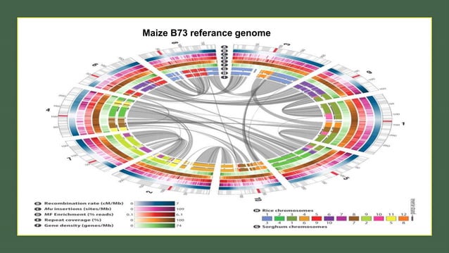 Plant genome project | PPTX | Biological Sciences | Science