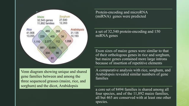 Plant genome project | PPTX | Biological Sciences | Science