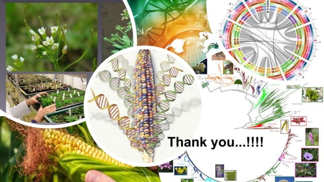 Plant genome project | PPTX | Biological Sciences | Science