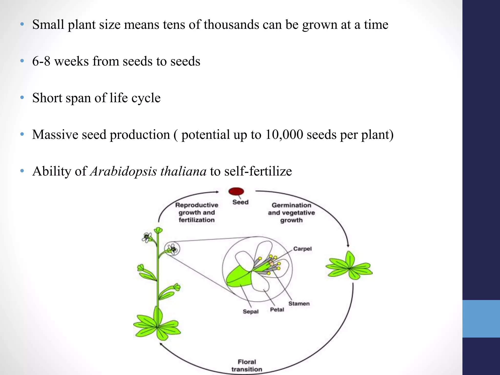 Plant genome project, tahira ali rai | PPTX