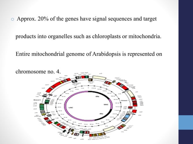 Plant genome project, tahira ali rai | PPTX | Gardening | Home & Garden